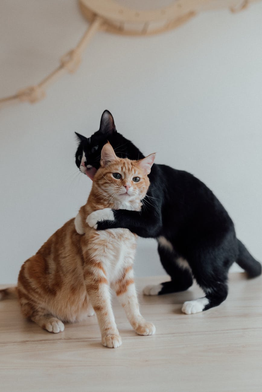 Why do cats purr? | Deepstash